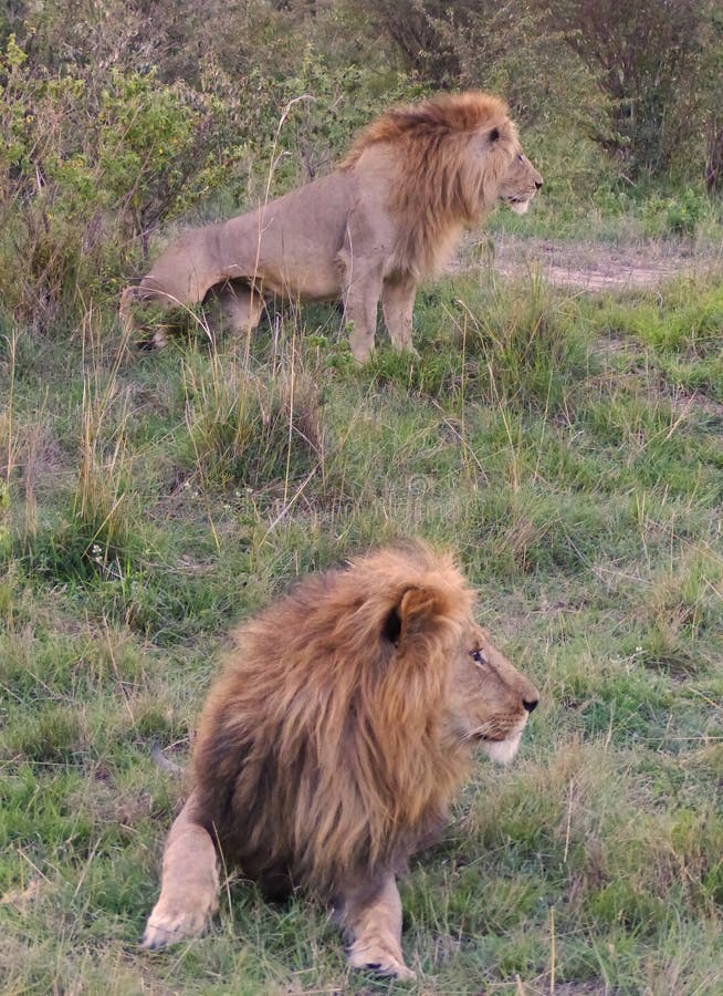 Lazy lion stock image. Image of africa, carnivore, kenya - 62528989