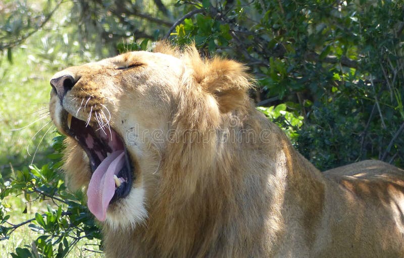 Lazy lion stock image. Image of lazy, mara, lion, father - 62530015