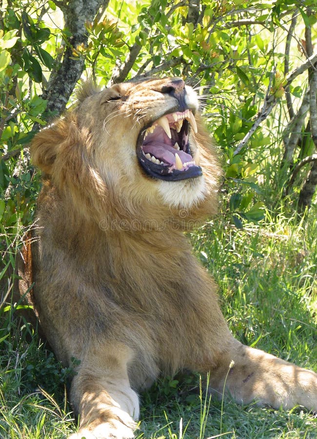 Lazy lion stock image. Image of hunter, amboseli, safari - 62530411