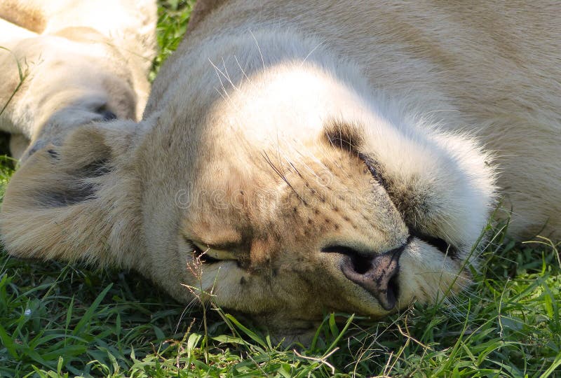 Lazy lion stock photo. Image of hunter, carnivore, soli - 62530562