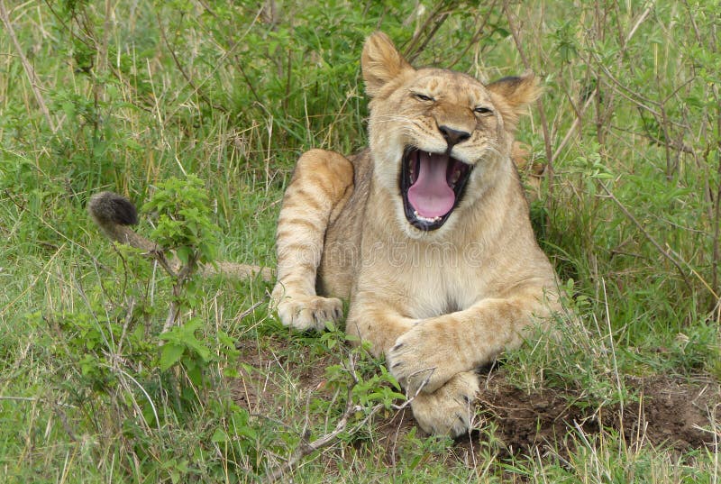Tired lion stock photo. Image of africa, mane, asleep - 10516454