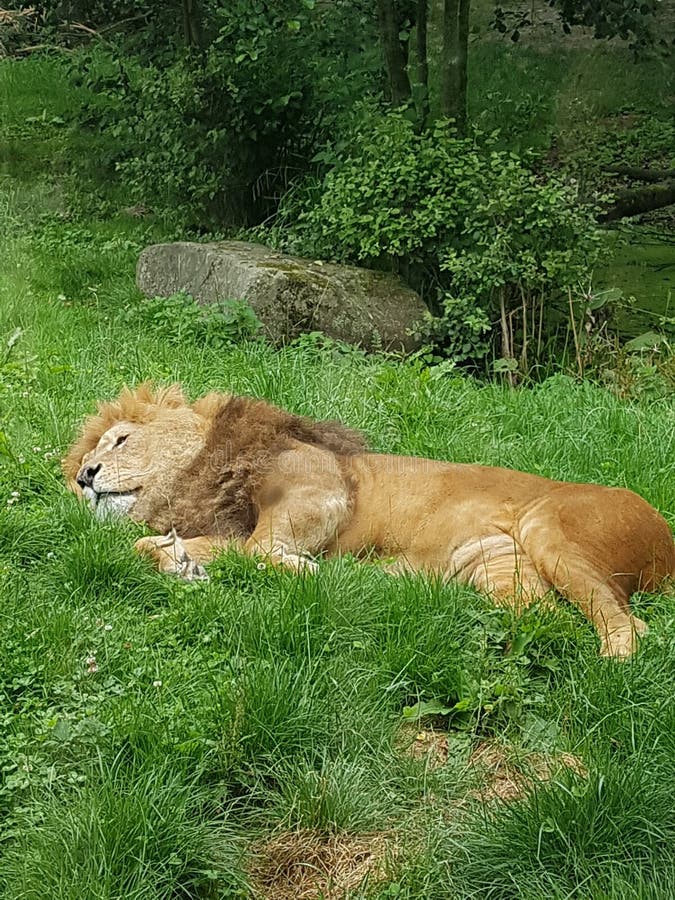 Lazy lion stock image. Image of king, lazy, lionking - 133960971