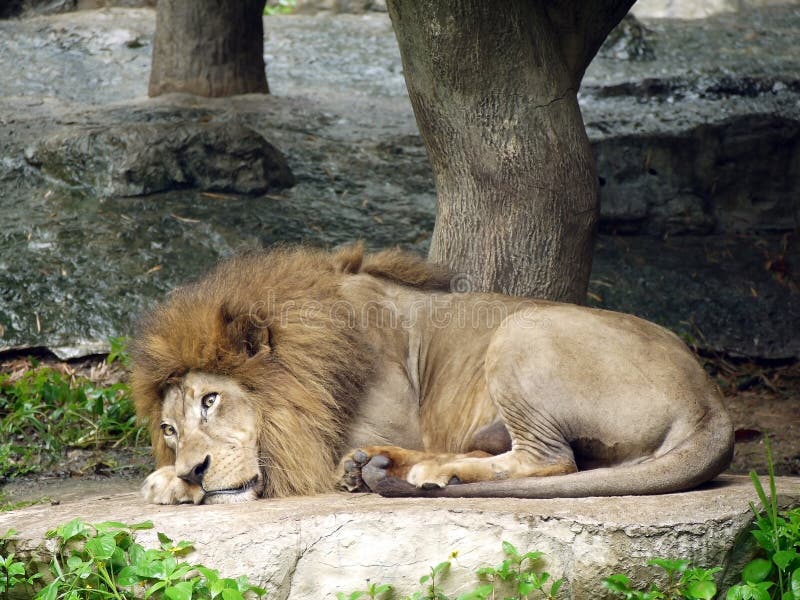 Lazy lion lies down stock image. Image of witheringly - 32805465