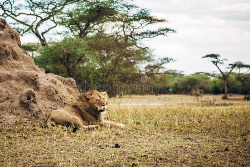 181 Lion Wind Blowing Stock Photos - Free & Royalty-Free Stock Photos ...