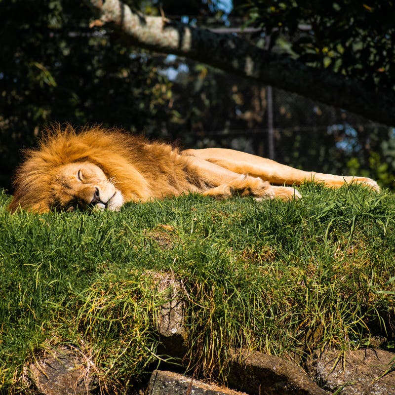Lazy Lion Naps in the Sun stock photo. Image of feline - 265310324