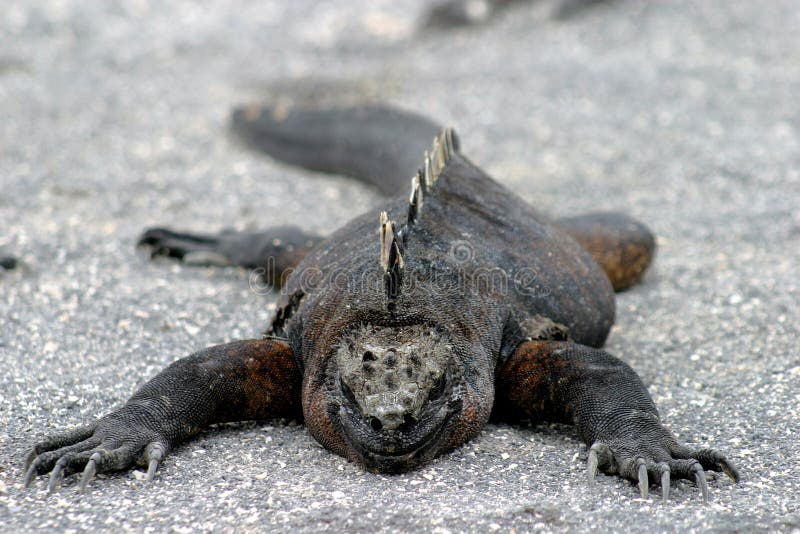 Lazy Lizard stock image. Image of lazy, islands, flopped - 1216171