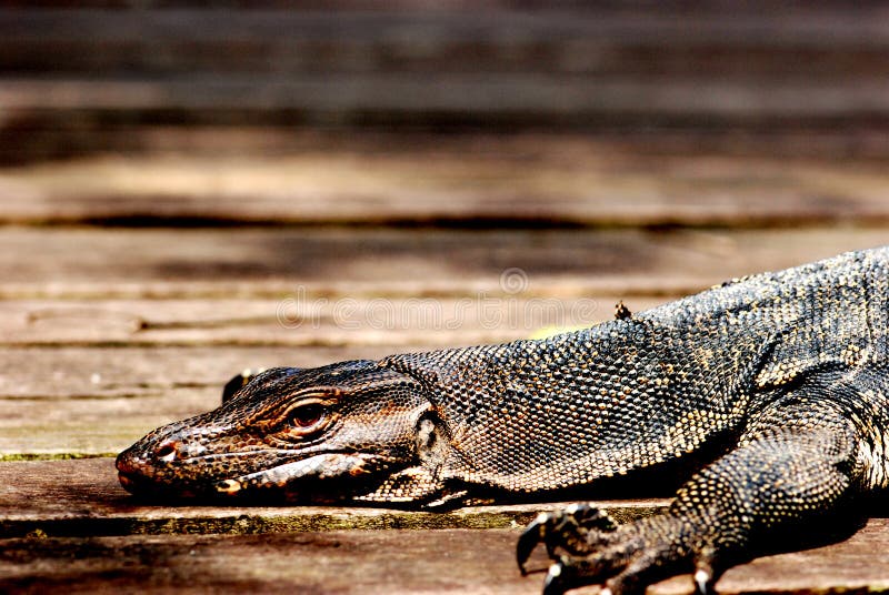 Lazy Lizard stock photo. Image of lizard, claws, animal - 3756388