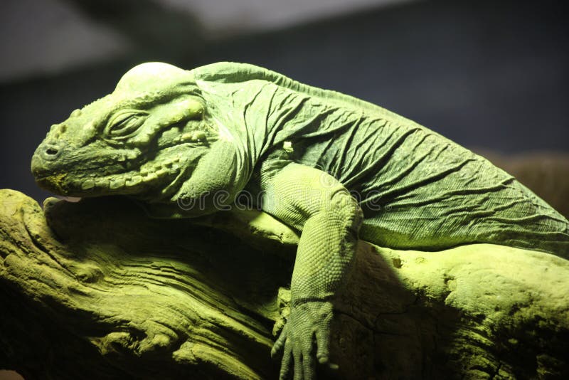 LAZY LIZARD stock image. Image of lizard, relaxing, docile - 38203349