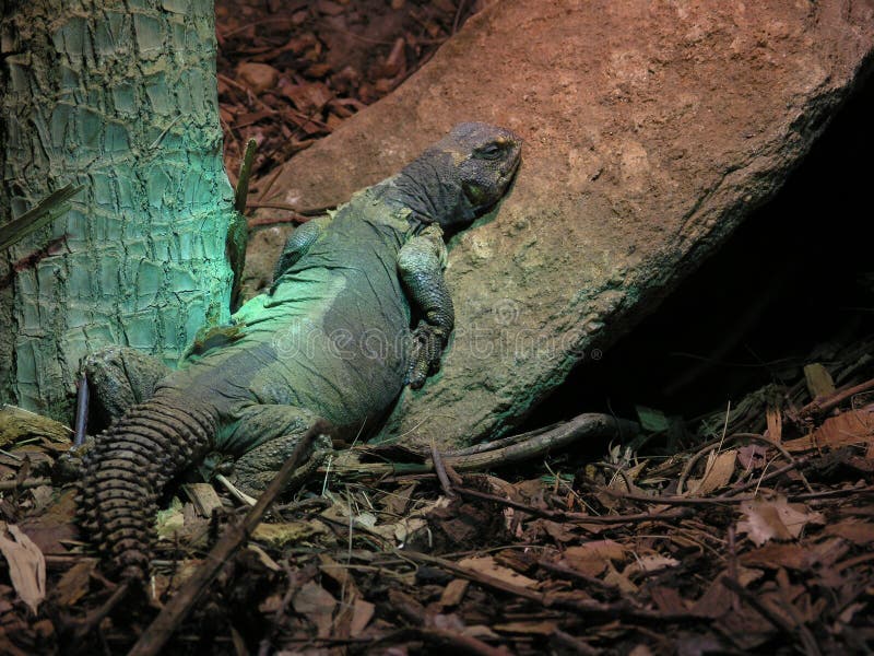 Big green lizard stock photo. Image of pets, coldblooded - 4651288