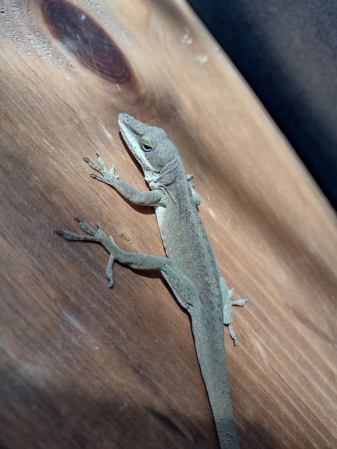 Lazy Lizard Looks stock image. Image of outdoors, lizard - 274306751