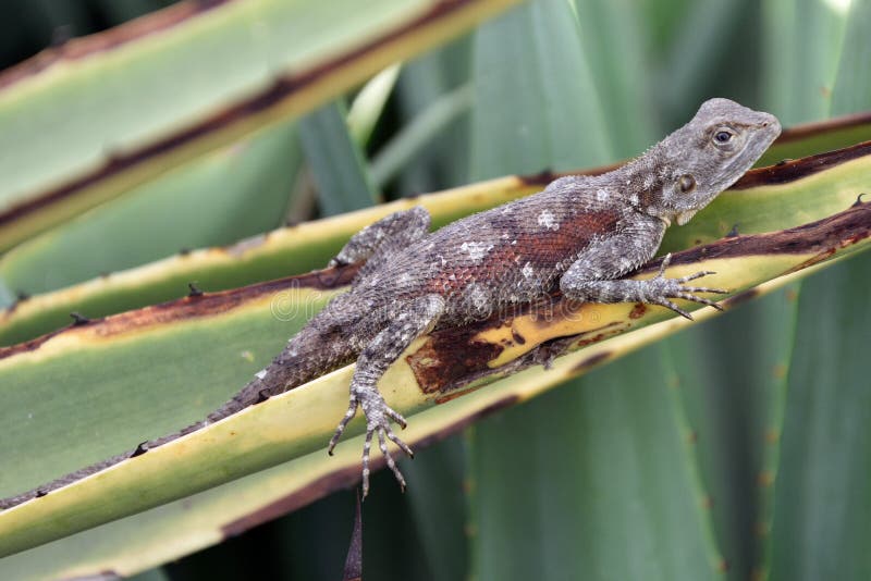 Lazy lizard stock image. Image of tired, weary, leaf - 48355683