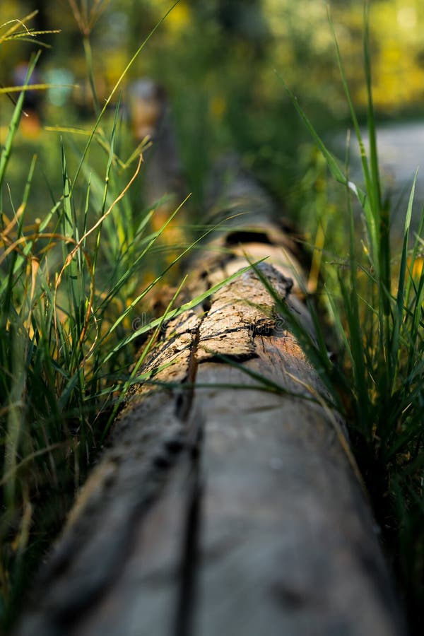Lazy log stock photo. Image of green, grass, woods, afternoon - 79162266