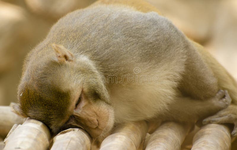 A lazy macaque monkey stock image. Image of squirrel - 272424459
