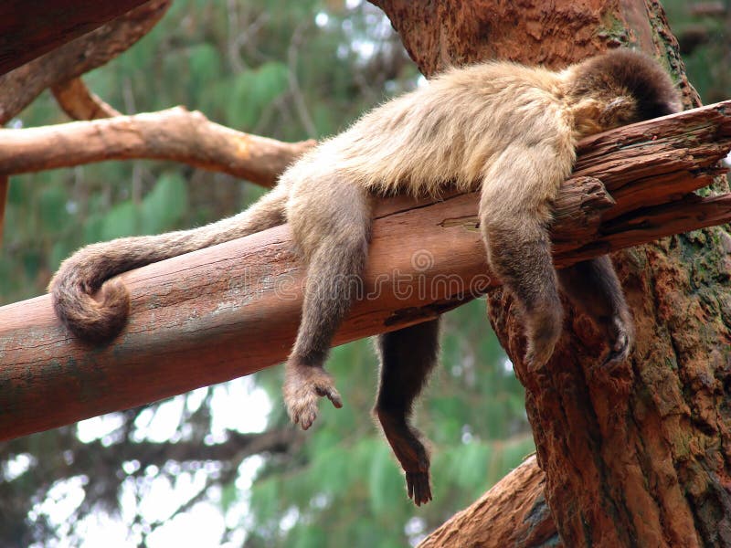 Lazy Monkey stock photo. Image of sleeping, sleepy, procrastinate - 2658202