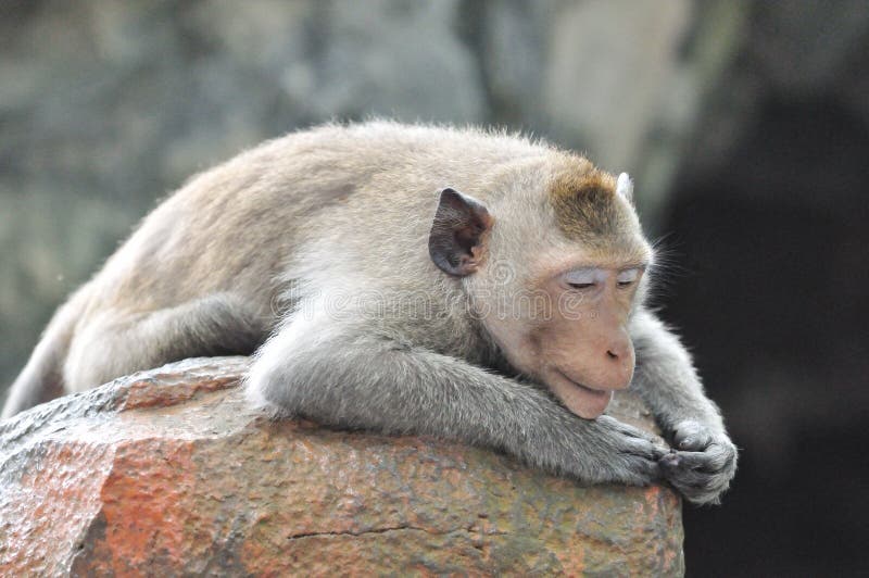 Lazy monkey . stock image. Image of national, rest, costa - 30704869