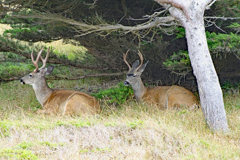 Lazy Mule Deer stock image. Image of mule, outdoor, states - 269146179