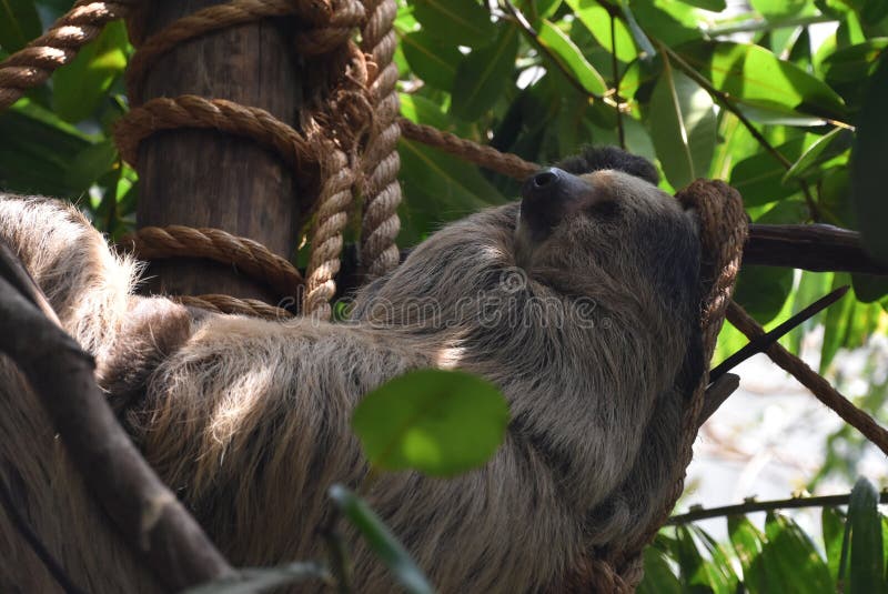 Lazy Neotropical Sloth Resting in a Tree Stock Image - Image of ...