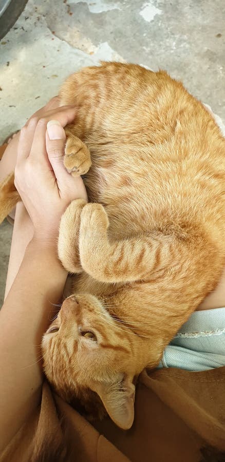 Lazy Orange Cat Lying on the Lap Stock Image - Image of lazy, orange ...