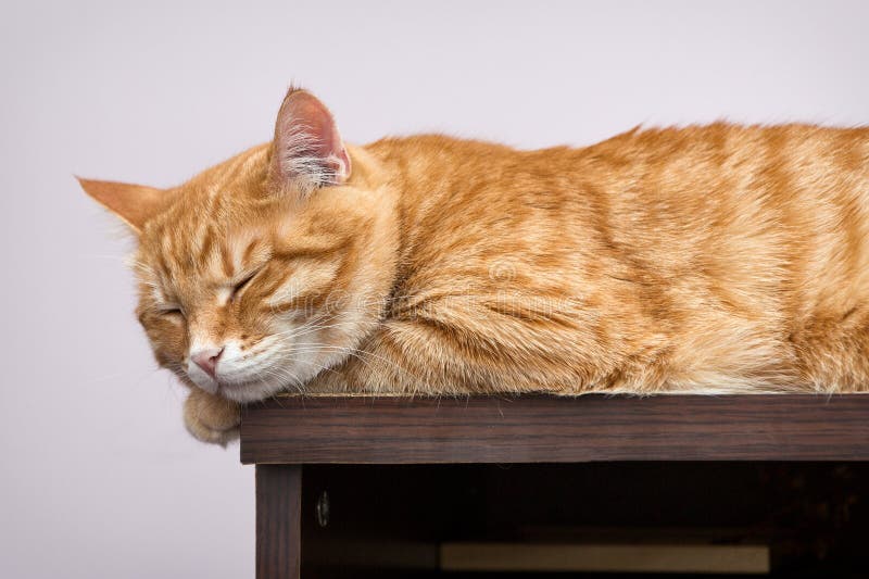 Lazy orange cat stock photo. Image of domestic, cute - 50865198