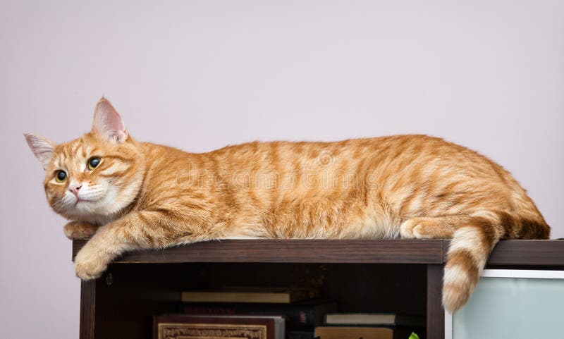 Lazy Orange Female Cat Lying on Tabel Stock Photo - Image of animals ...