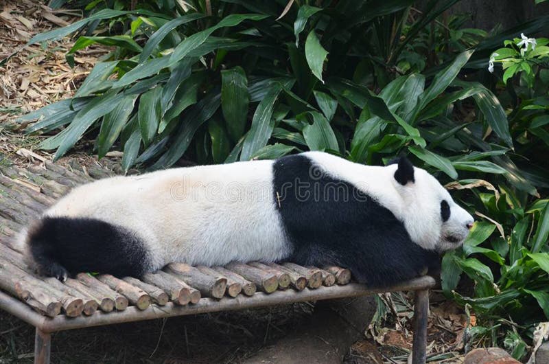 Lazy Panda stock photo. Image of panda, laying, tourist - 235423832
