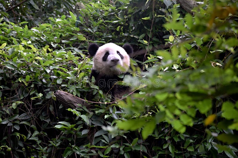 Giant Panda in the Nature Background. Stock Photo - Image of ailuropoda ...