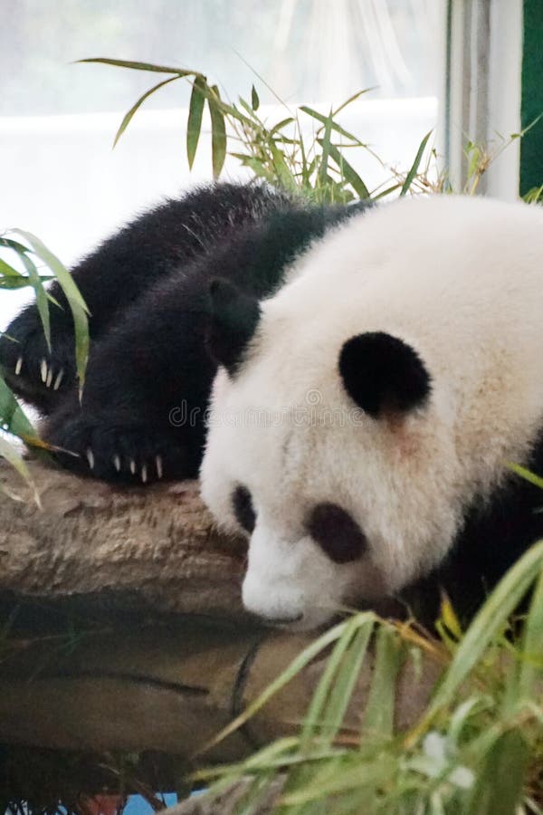 The Lazy Panda is Sleeping at the Zoo Stock Photo - Image of goats ...
