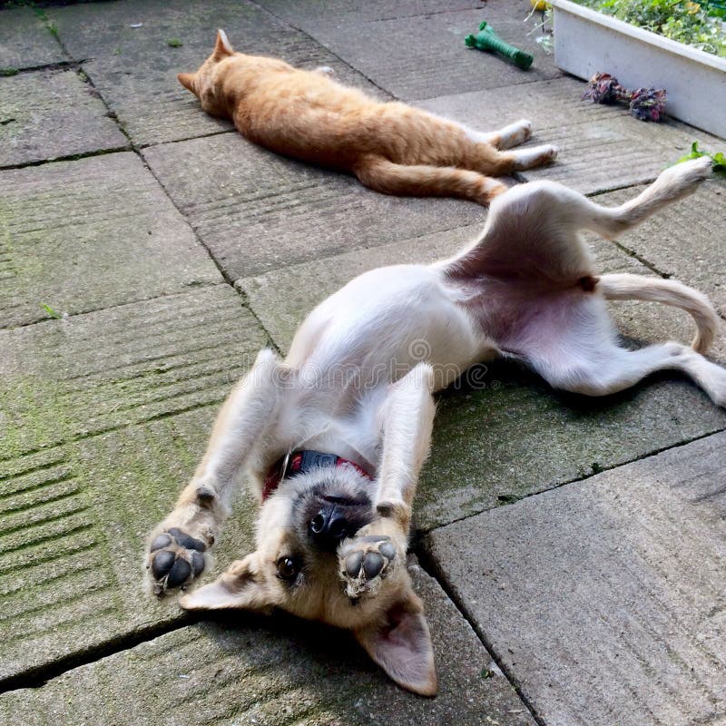 Lazy pets stock image. Image of outdoor, pets, lying - 126635827