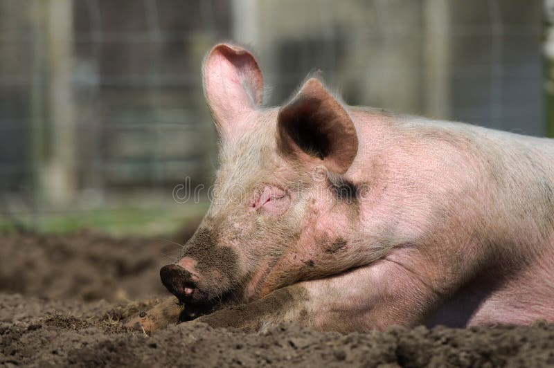 Lazy pig stock photo. Image of pork, dirt, farm, cattle - 20110138