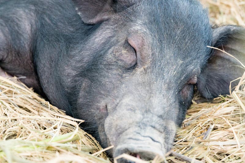 Lazy pig sleep stock image. Image of domestic, piglet - 134994033