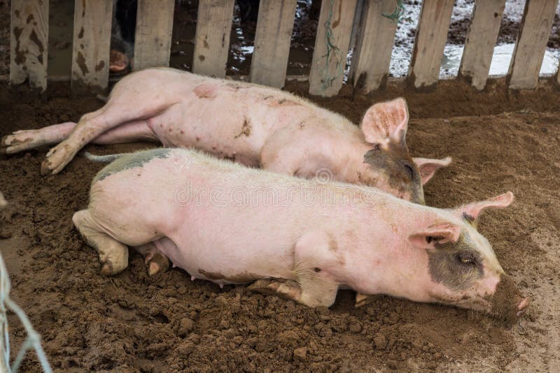 716 Lazy Pig Stock Photos - Free & Royalty-Free Stock Photos from ...