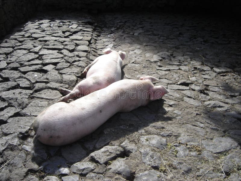 Lazy Pigs stock image. Image of slop, farm, pink, pigs - 609817