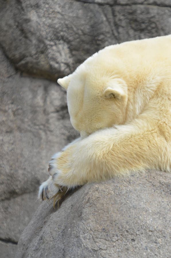 Lazy polar bear stock photo. Image of mammal, polar, lazy - 8349140