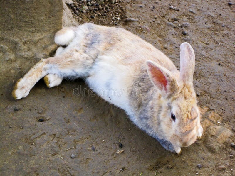 Lazy rabbit stock image. Image of rabbit, domestic, funny - 71383501