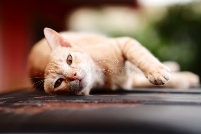Lazy red Cat stock photo. Image of laying, lazy, looks - 249878924