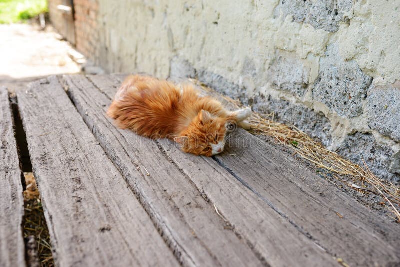 Lazy Red Cat on Sunny Summer Day. Selective Focus Stock Photo - Image ...