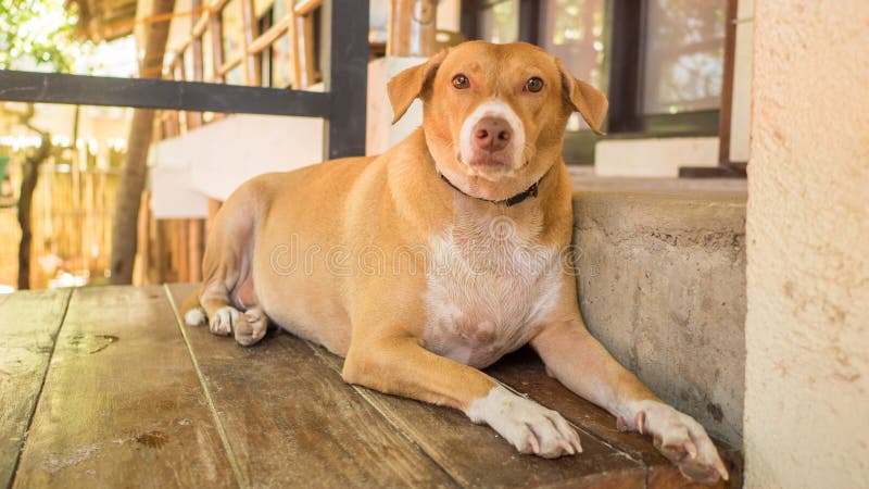 A Lazy Red and Fat Dog Lies on the Threshold of the House. Stock Photo ...