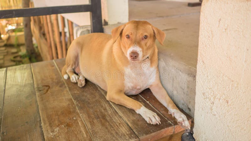 A Lazy Red and Fat Dog Lies on the Threshold of the House. Stock Photo ...