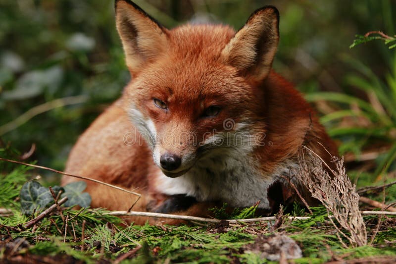 Lazy Red Fox Resting in My Back Garden Stock Photo - Image of wildlife ...