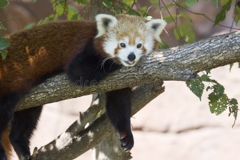 Red Panda Picture. Image: 84979666