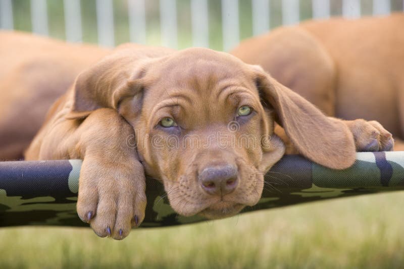 Adorable Rhodesian Ridgeback Male Dog Stock Photo - Image of canines ...