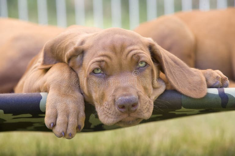 Rhodesian Ridgeback Puppy Blue Eyes Stock Photos - Free & Royalty-Free ...