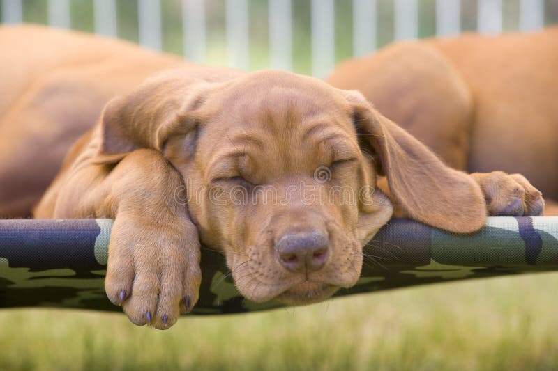 Rhodesian Ridgeback Puppy Lying Stock Photo - Image of happy, baby ...
