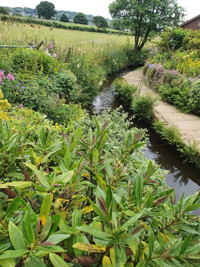 Lazy river trent stock image. Image of water, flowers - 252047865