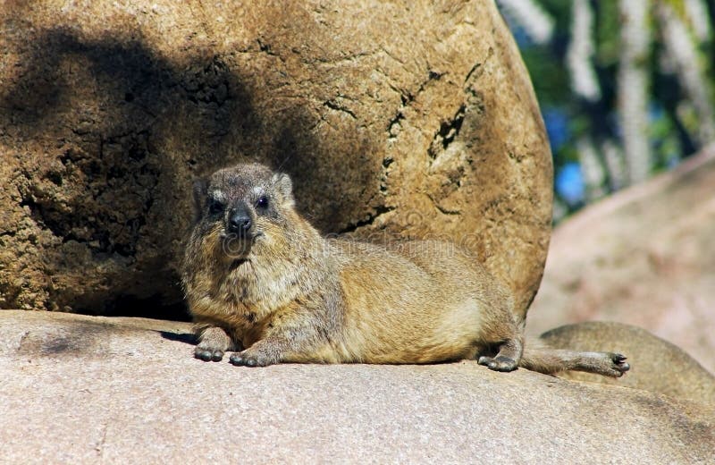 Rock rabbit or dassie stock image. Image of hyrax, procavia - 36152639