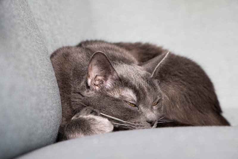 Lazy Russian Blue Breed Cat Resting on the Sofa. Stock Image - Image of ...