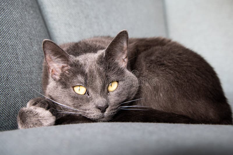 Lazy Russian Blue Breed Cat Resting on the Sofa. Stock Image - Image of ...