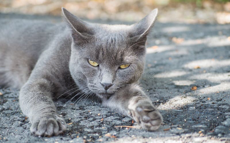 Lazy russian blue cat stock photo. Image of whiskers - 100327000