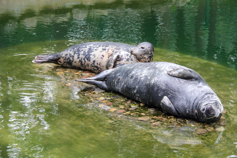 Lazy seals stock image. Image of florida, ocean, american - 95953353 Lazy seals stock image. Image of florida, ocean, american - 95953353