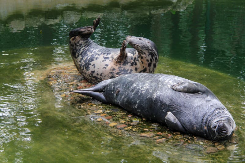 Lazy seals stock image. Image of rock, animals, marine - 95953519 Lazy seals stock image. Image of rock, animals, marine - 95953519